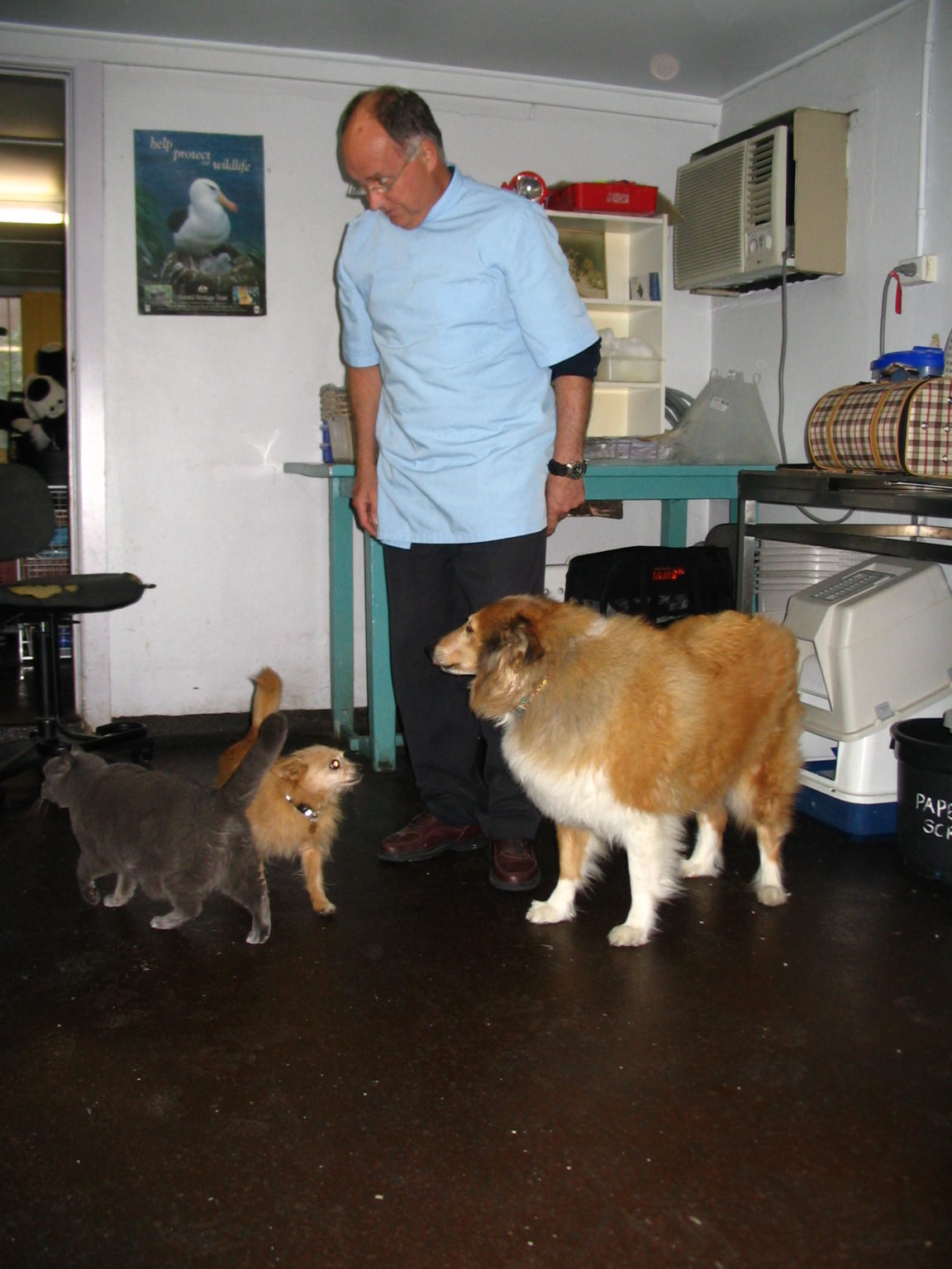 The original small pet vet hospital - Bondi Junction Veterinary Hospital